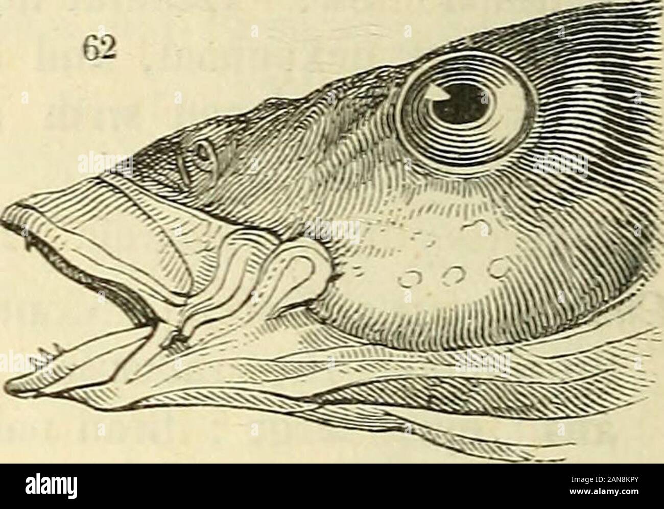 The natural history of fishes, amphibians, & reptiles, or monocardian ...