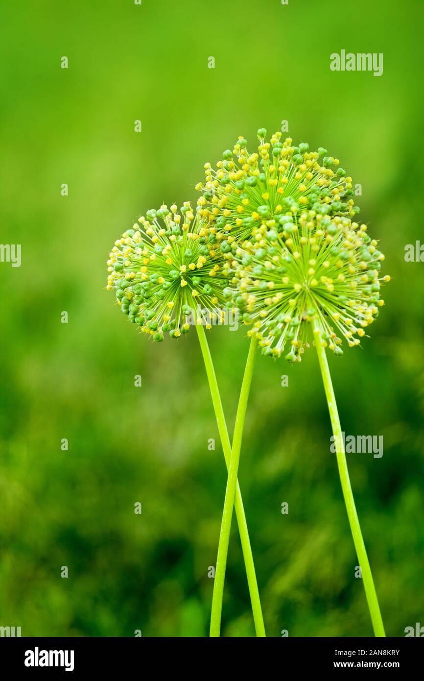 Green star ball leek, garden leek, Allium cristophii, allium giganteum ...