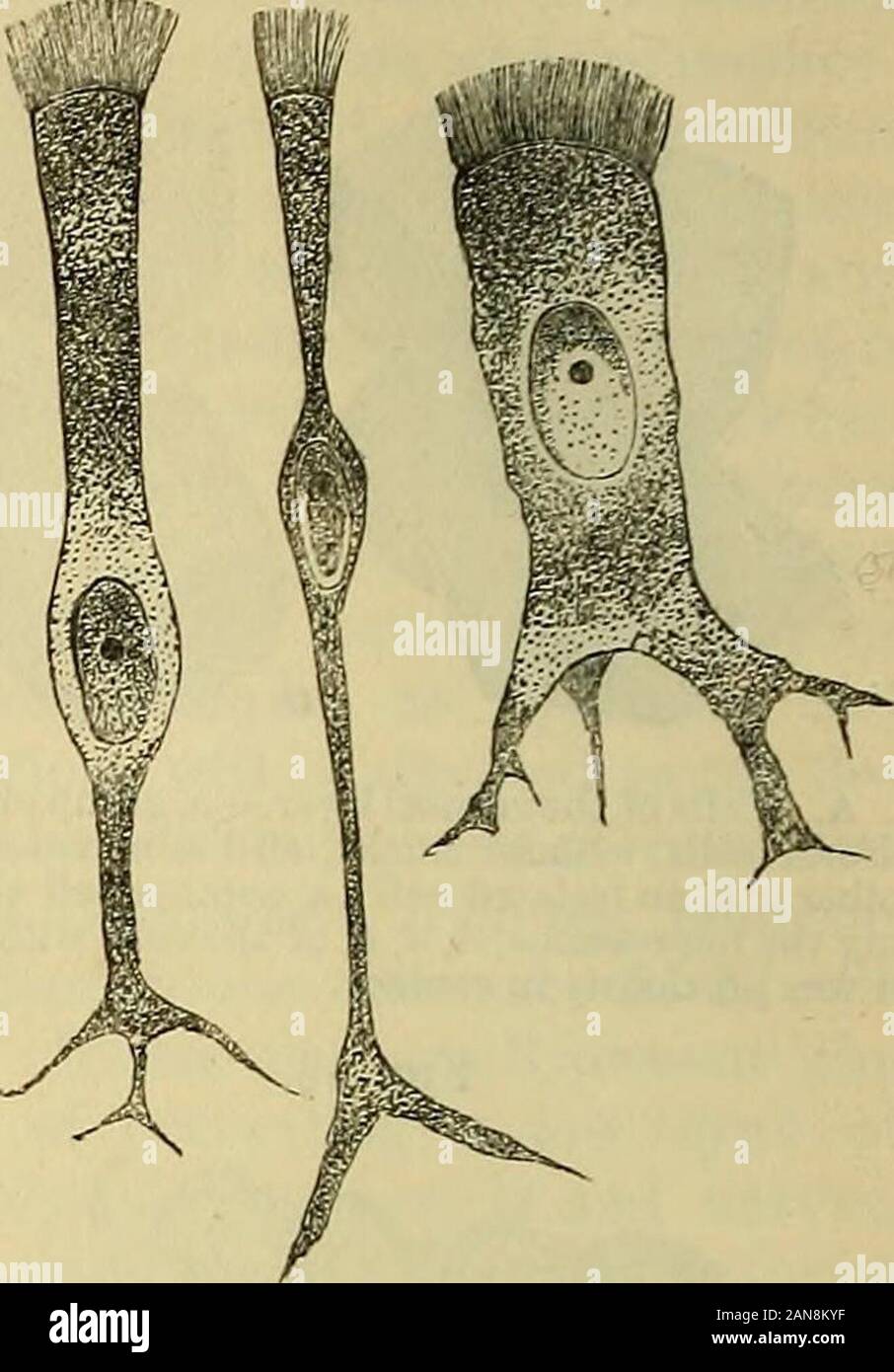 Human trachea ciliated epithelium hi-res stock photography and images ...