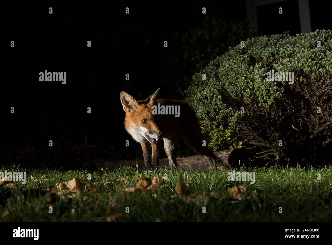 Urban foxes hi-res stock photography and images - Alamy