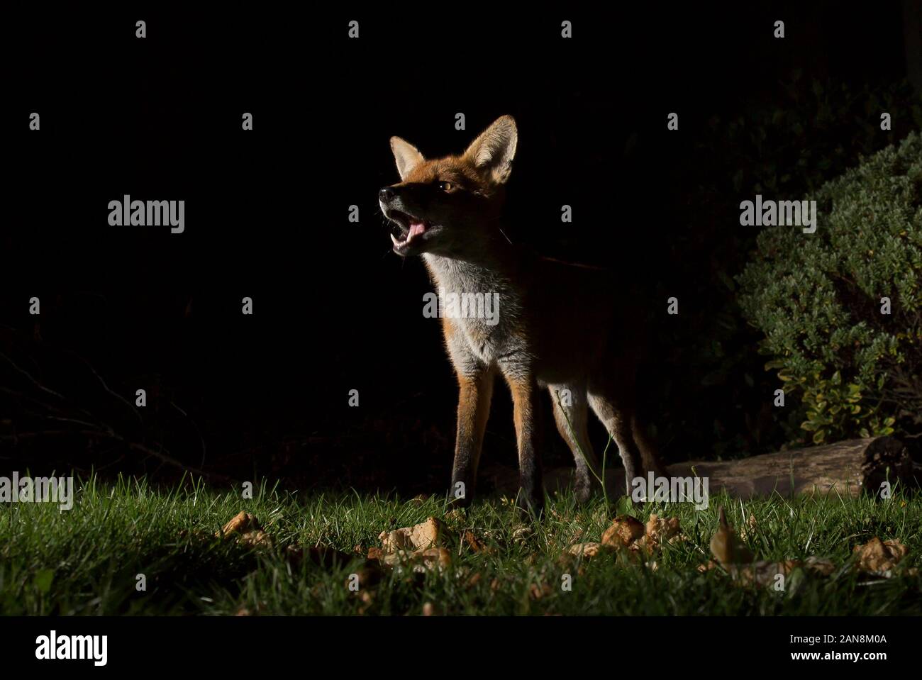 Red fox at night hi-res stock photography and images - Alamy