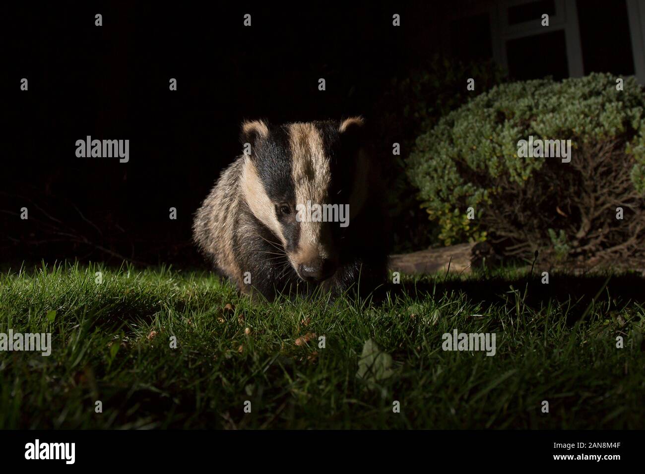 Low angle, front view close up of wild urban UK badger (Meles meles ...