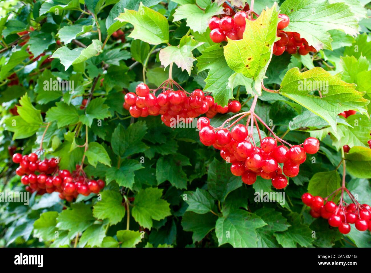 Green branch viburnum guelder rose hi-res stock photography and images ...