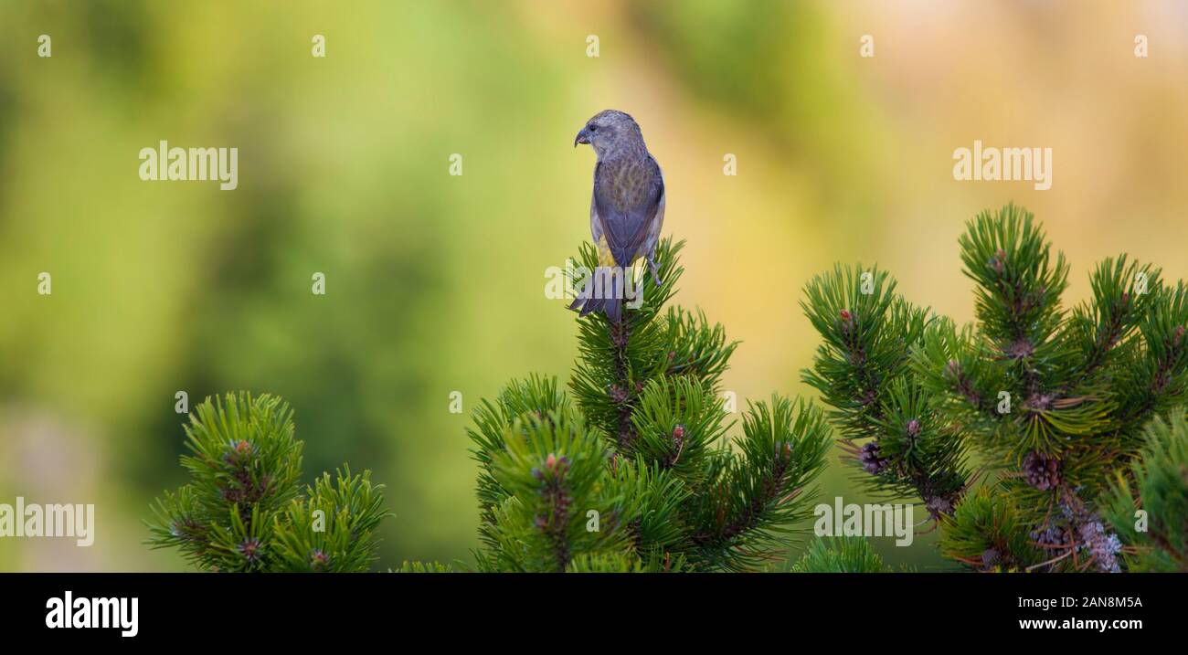 scissor beak bird in nature Stock Photo - Alamy