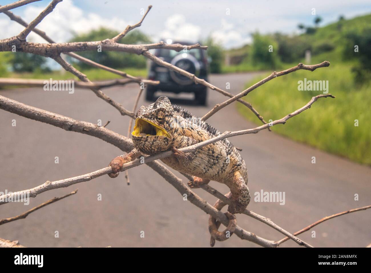 Chameleon car hi-res stock photography and images - Alamy