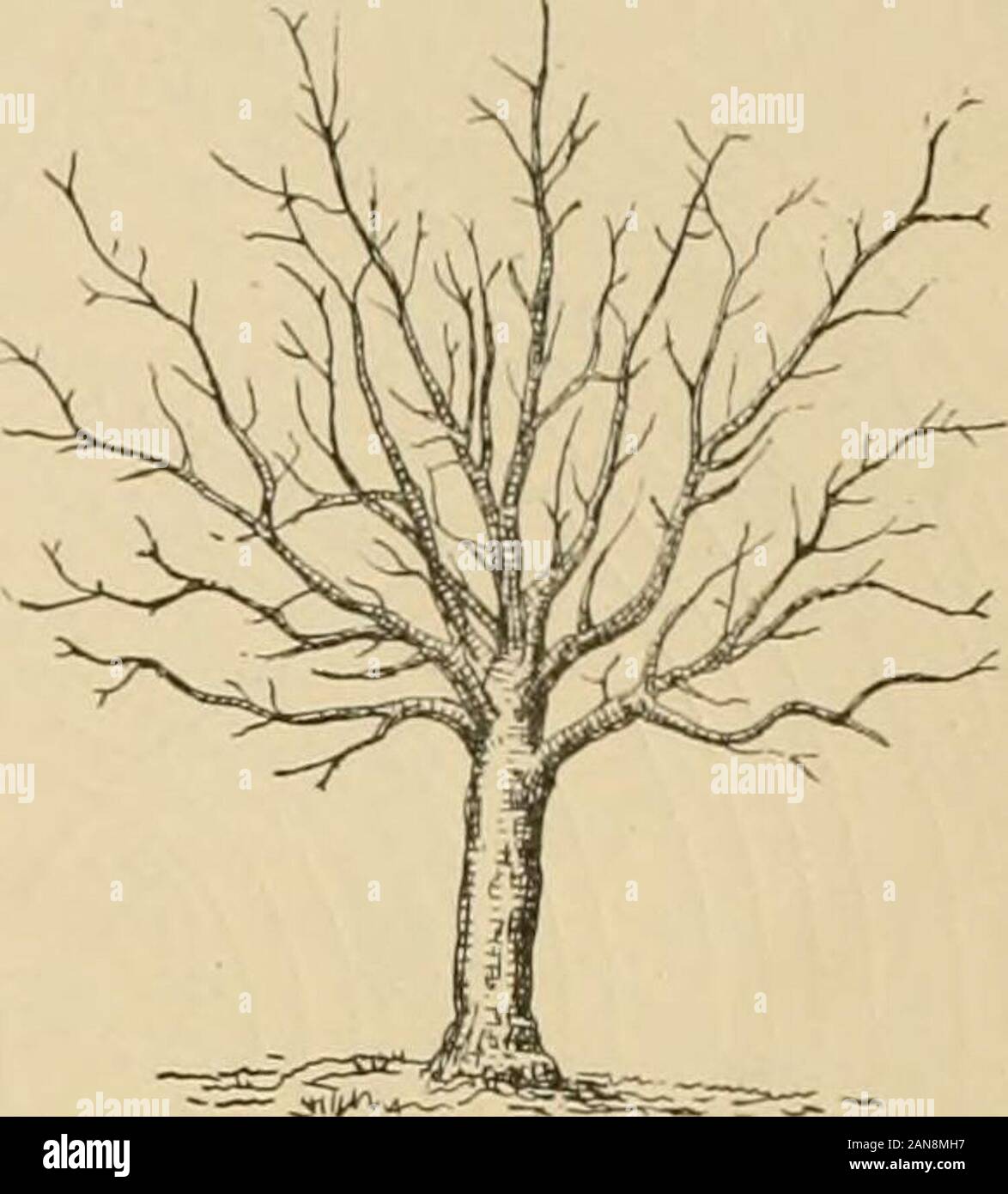 Popular gardening and fruit growing; An illustrated periodical devoted ...