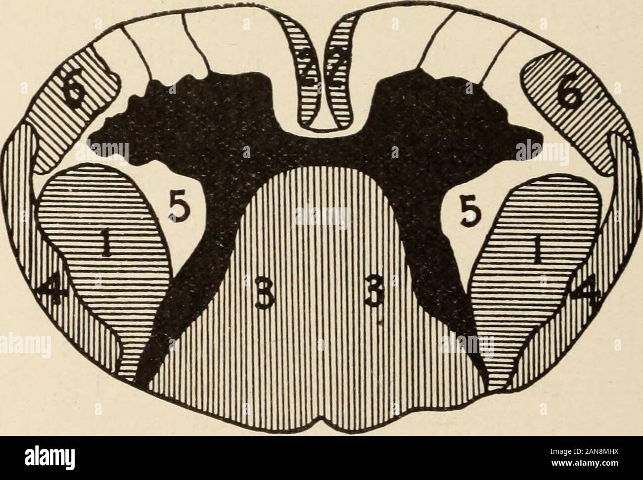 Thenar prominence hi-res stock photography and images - Alamy