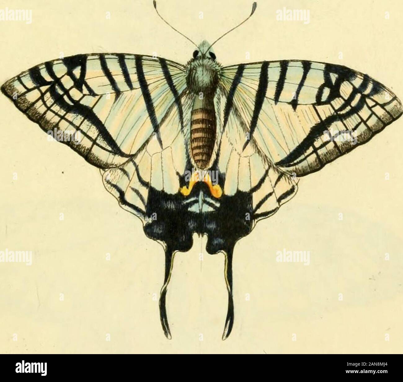 Descriptions and figures of some new lepidopterous insects, chiefly ...