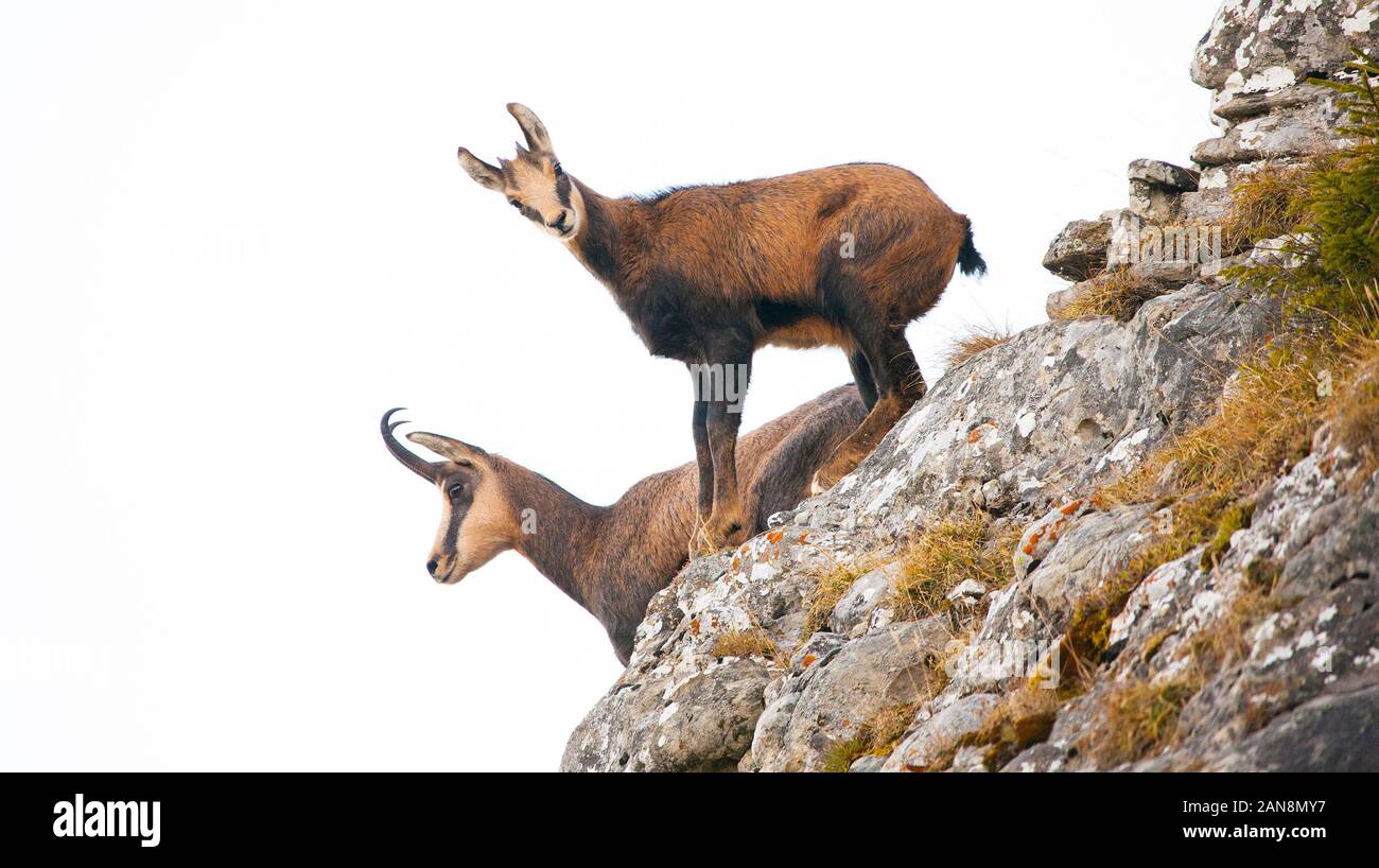 two wild chamois goat isolated on white background Stock Photo - Alamy