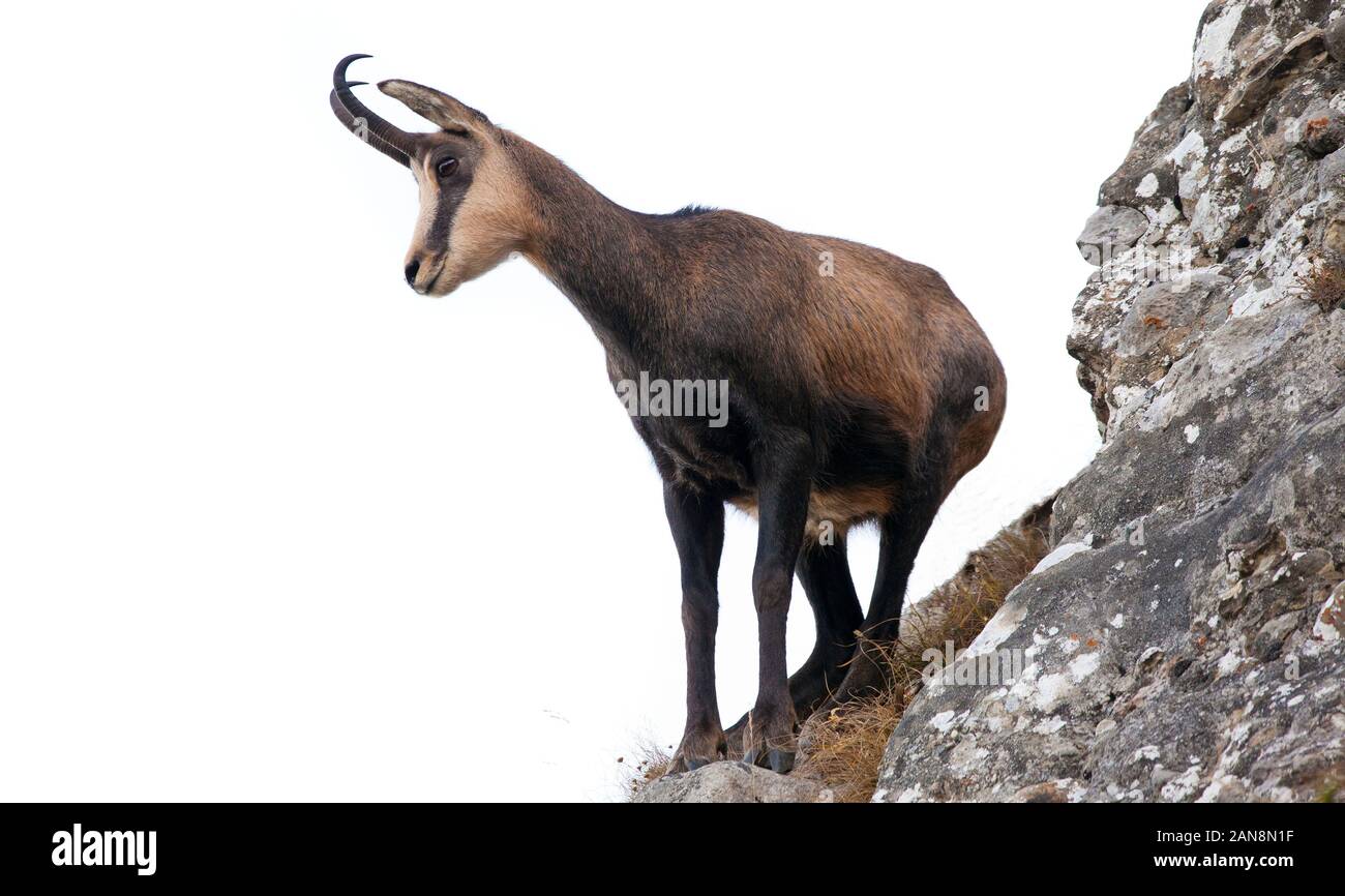 wild chamois goat isolated on white background. portrait Stock Photo ...