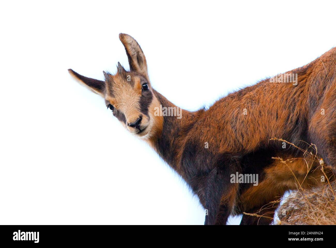 baby chamois goat isolated on white background Stock Photo - Alamy