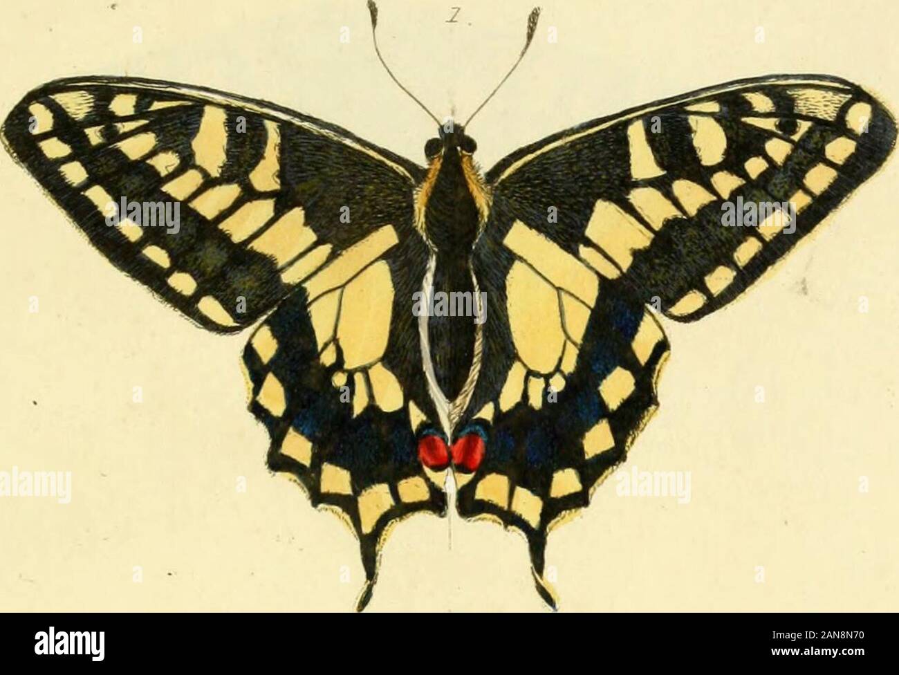 Descriptions and figures of some new lepidopterous insects, chiefly ...
