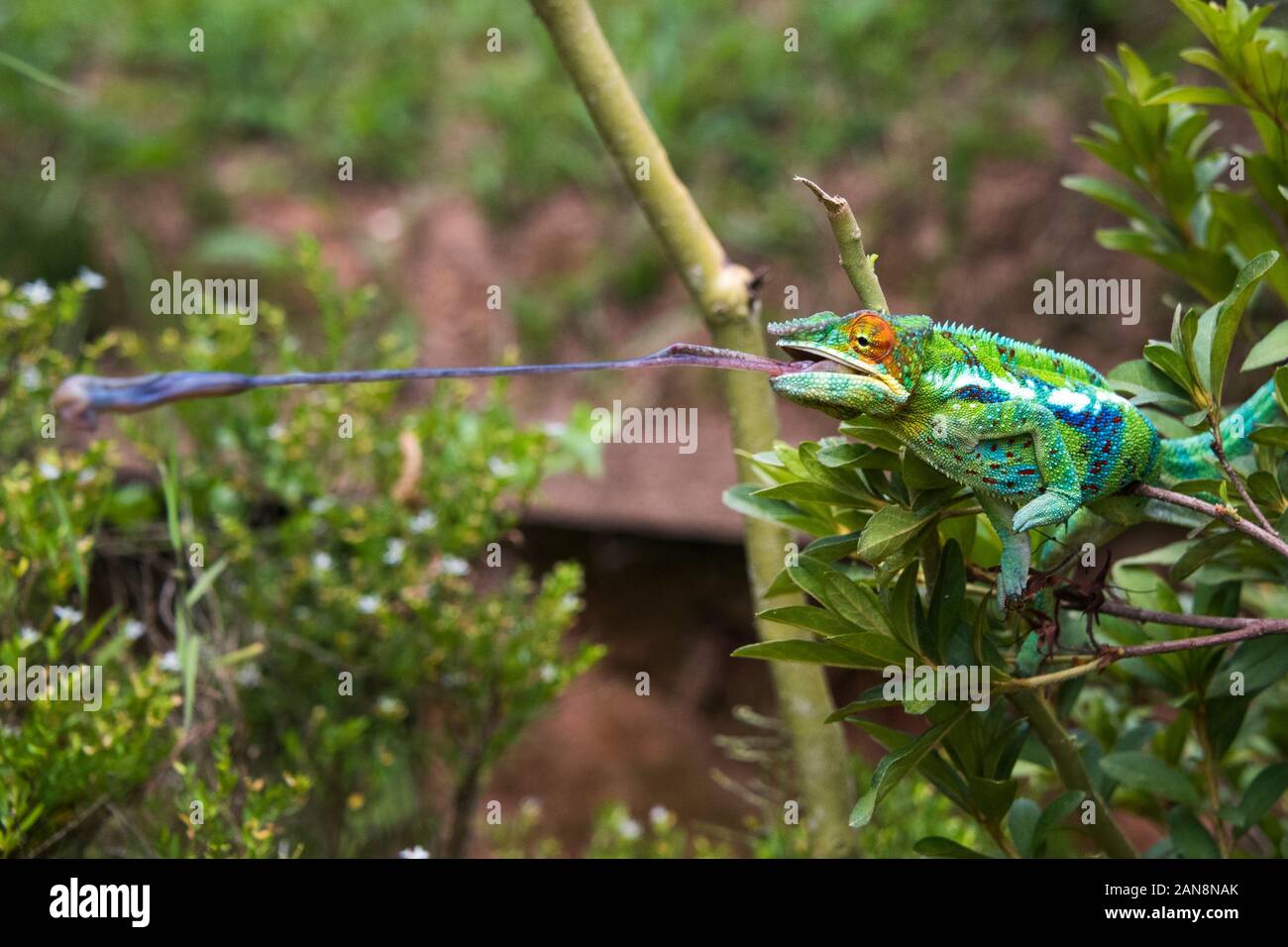 Chameleon catching insect hi-res stock photography and images - Alamy