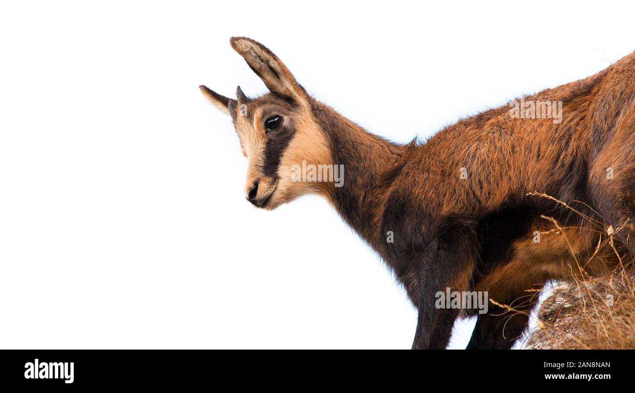 baby chamois goat isolated on white background Stock Photo - Alamy