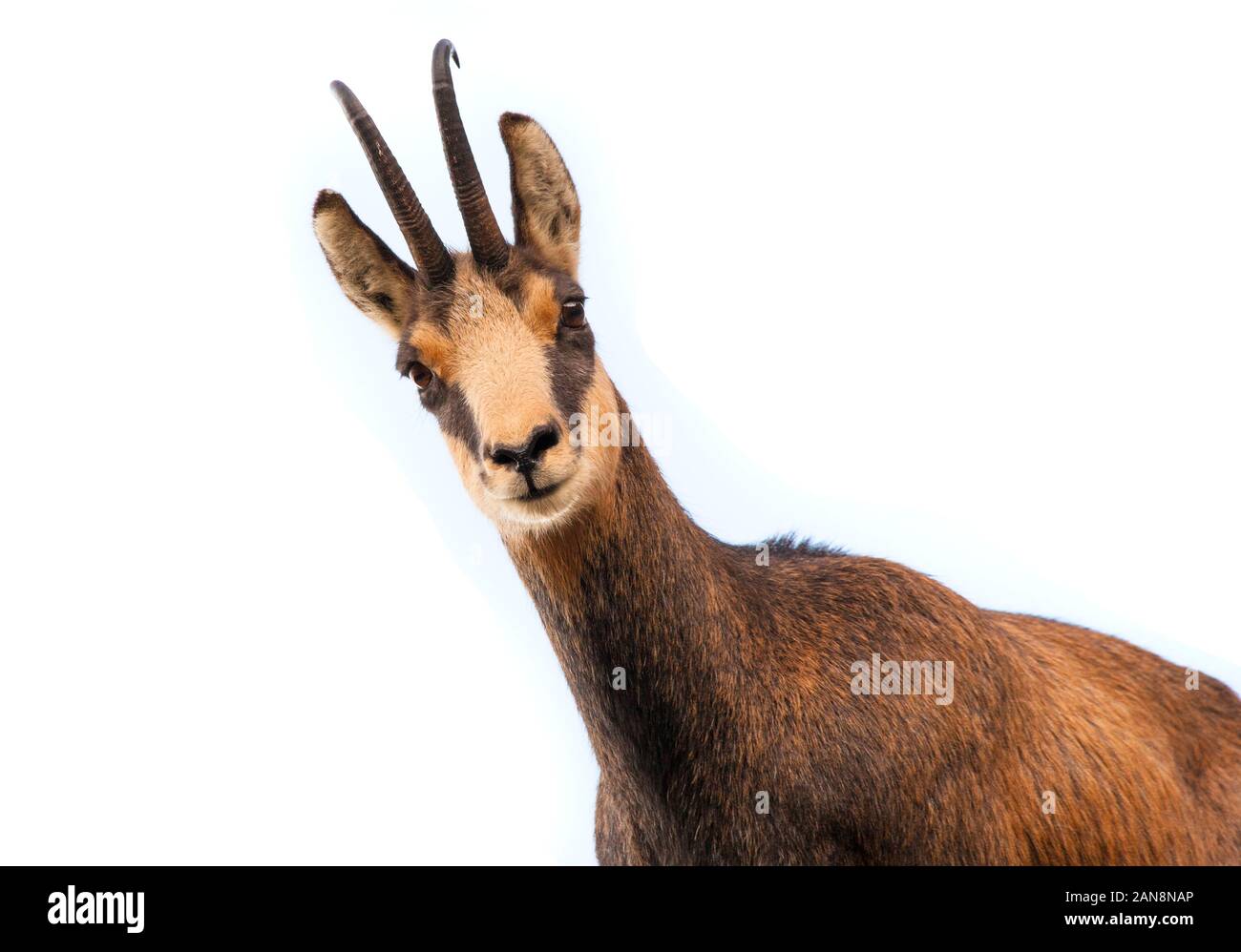 beautiful chamois goat looking at camera. isolated Stock Photo - Alamy