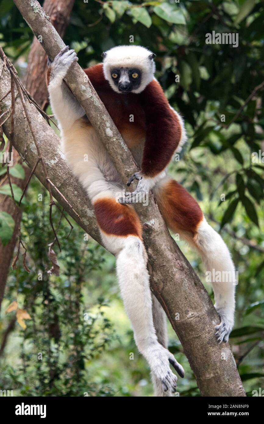 Coquerel sifaka hi-res stock photography and images - Alamy