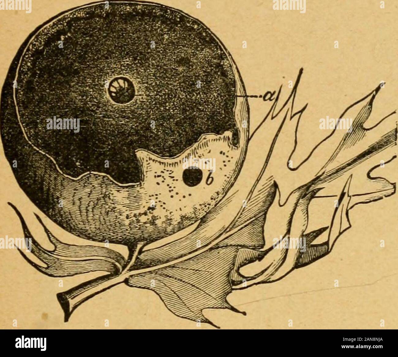 Saltatorial hi-res stock photography and images - Alamy