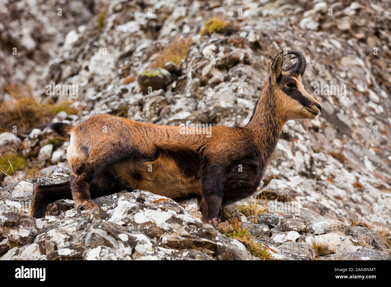 wild ghamois goat looking forward. rock background in nature Stock ...