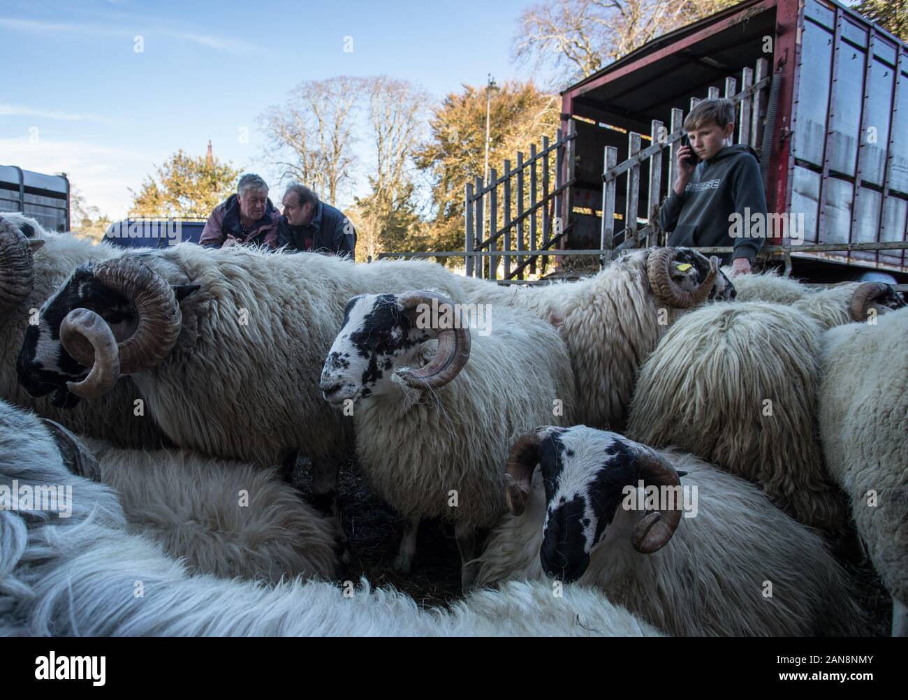 White sheep in cage hi-res stock photography and images - Alamy