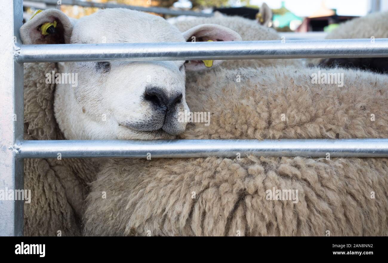 Sheep for sale hi-res stock photography and images - Alamy