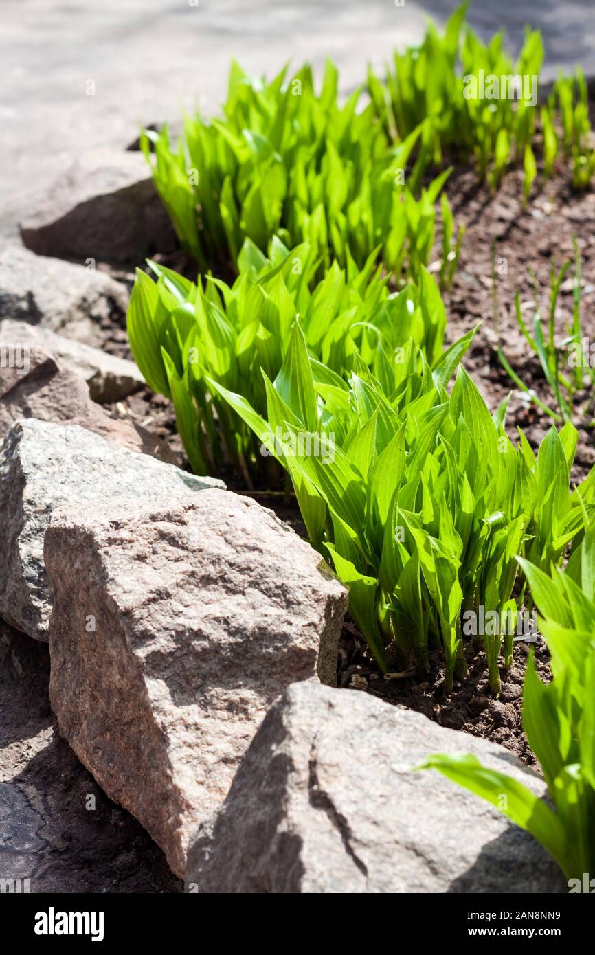 Young hosta plant hi-res stock photography and images - Alamy