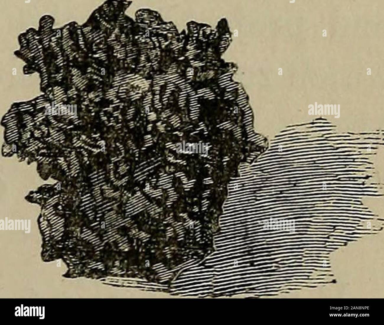 Concretion contains hi-res stock photography and images - Alamy