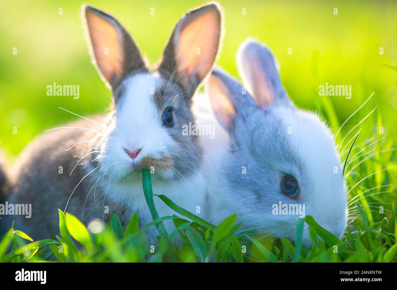 Sunny bunnies hi-res stock photography and images - Alamy