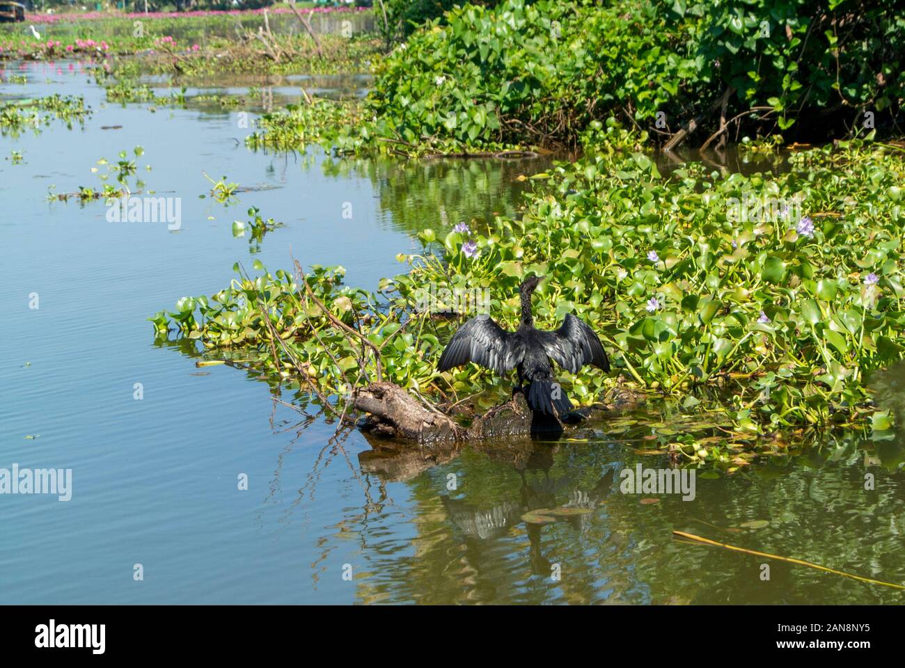 Kumarakom bird sanctuary india hi-res stock photography and images - Alamy