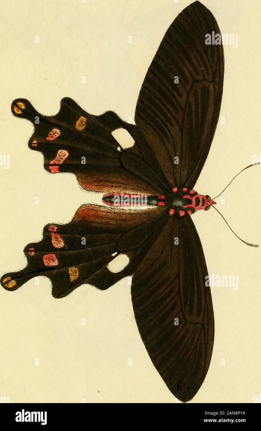New lepidopterous insects hi-res stock photography and images - Alamy