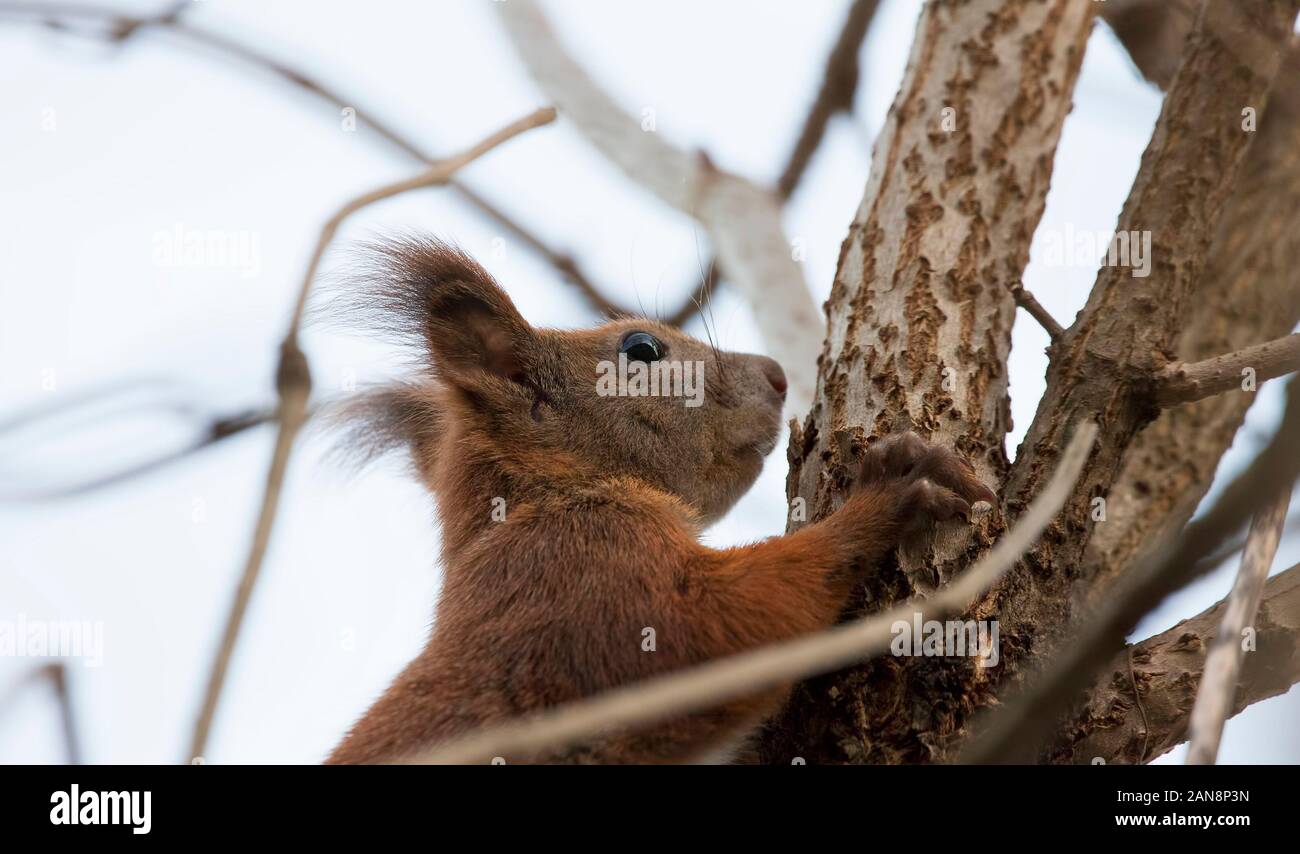 squirrel climbing in a tree Stock Photo - Alamy