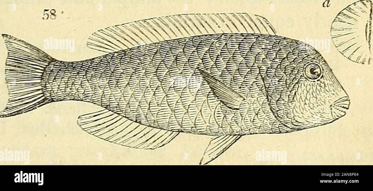 The natural history of fishes, amphibians, & reptiles, or monocardian ...