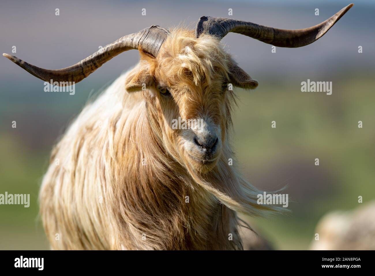 Big billy goat hi-res stock photography and images - Alamy