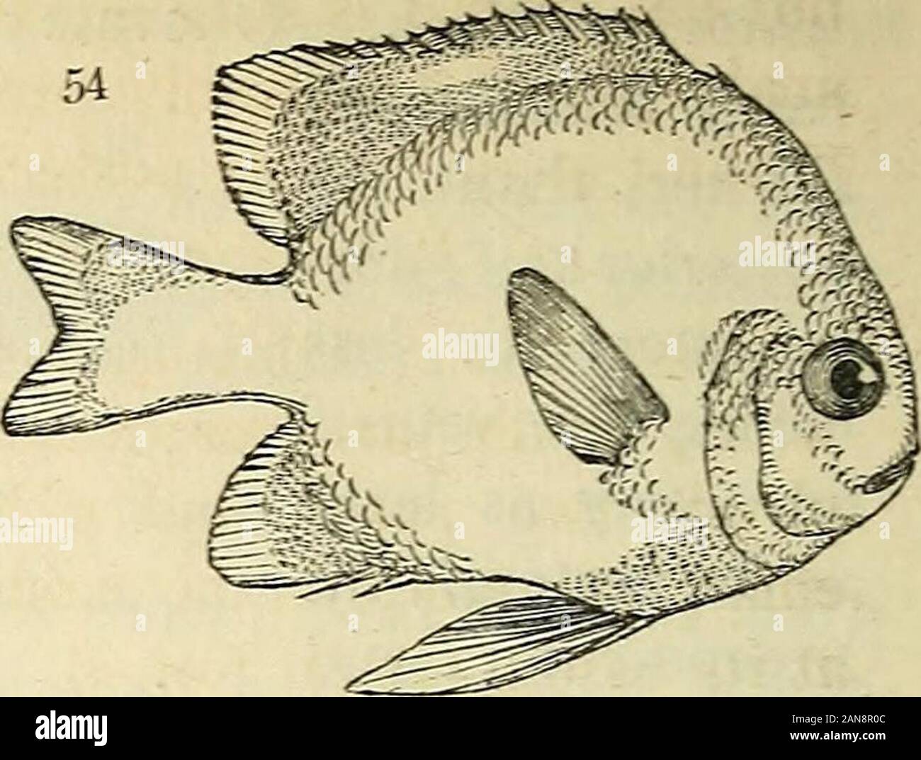 The natural history of fishes, amphibians, & reptiles, or monocardian ...