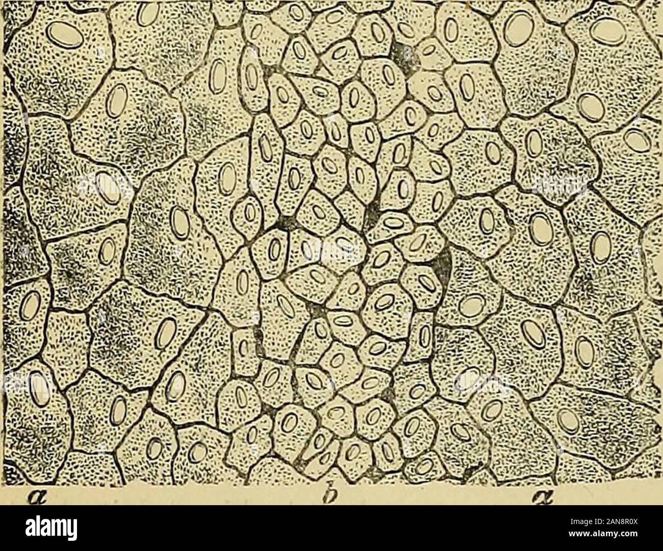 Rabbit epithelium cells hi-res stock photography and images - Alamy
