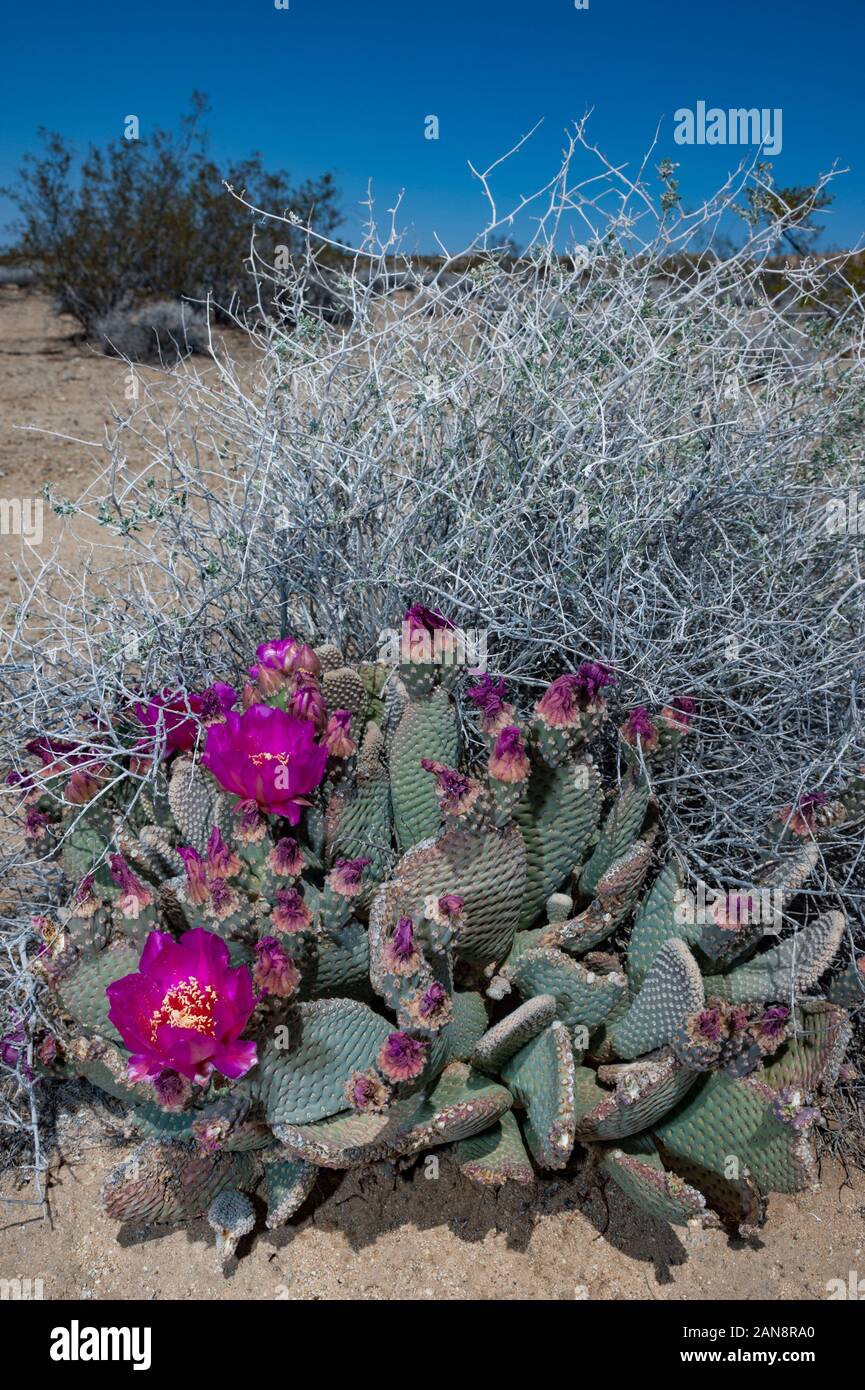 Californian desert hi-res stock photography and images - Alamy