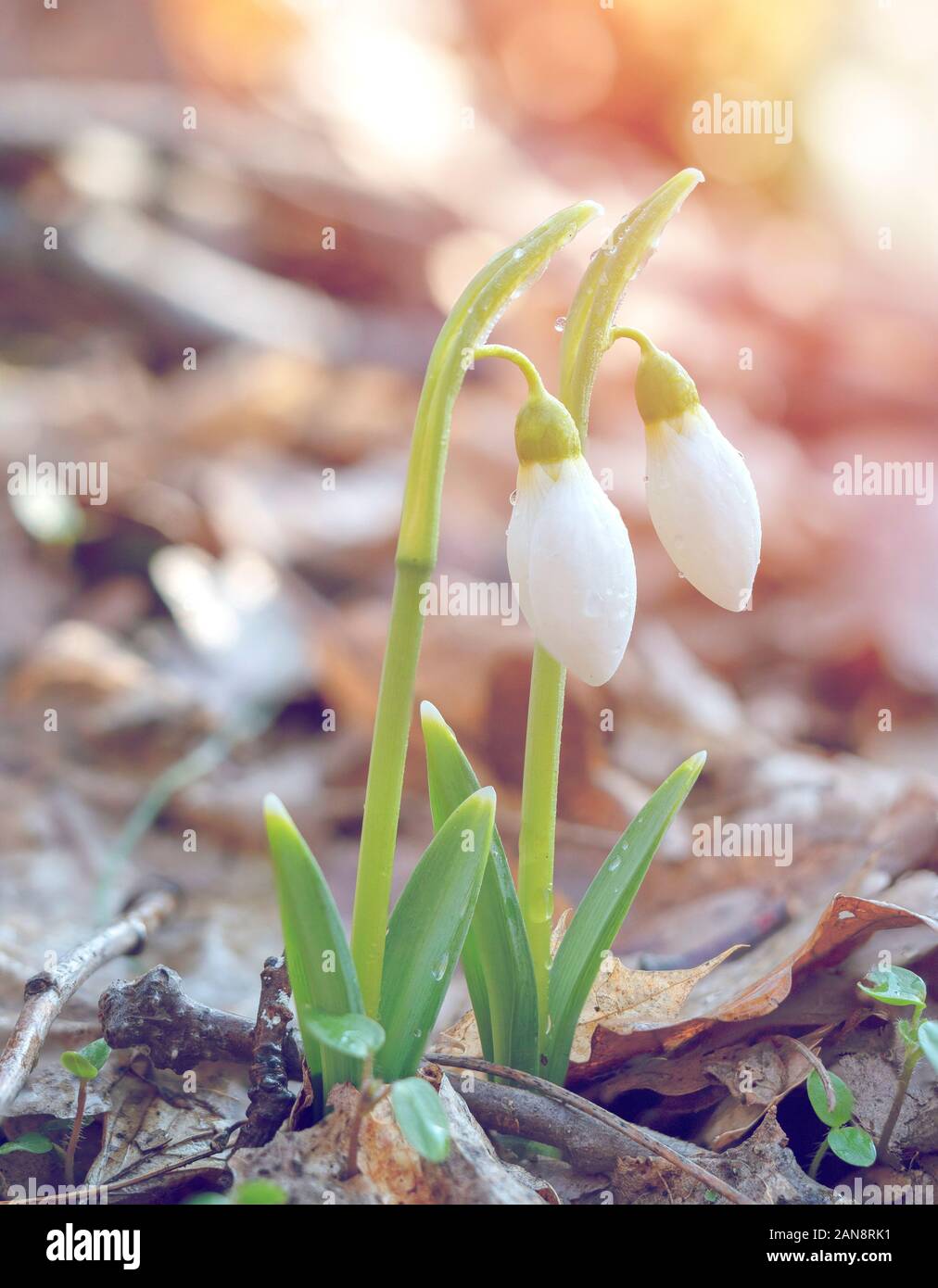 Botany snowdrop galanthus common hi-res stock photography and images ...