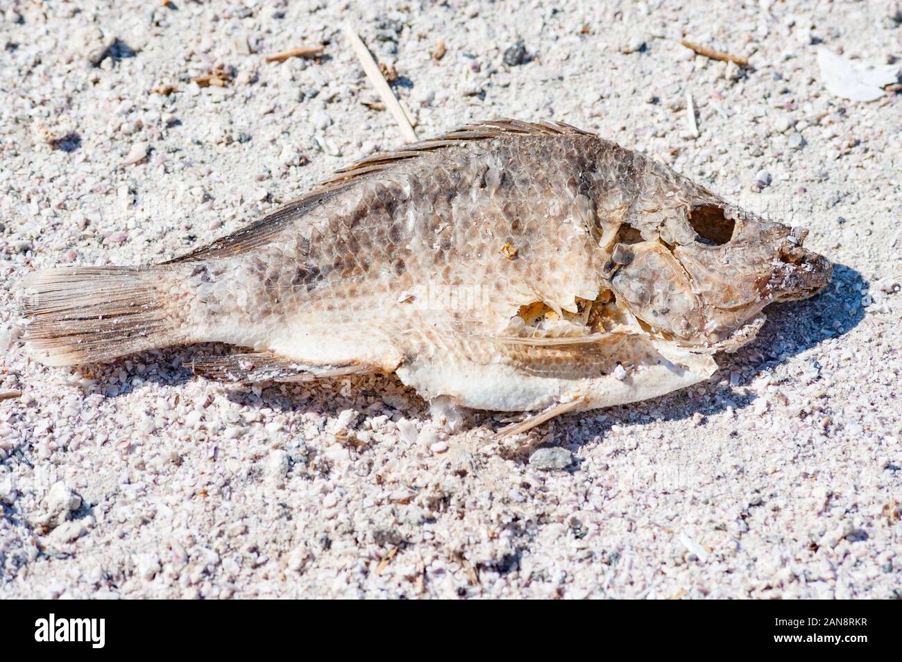 Shell dead fish hi-res stock photography and images - Alamy