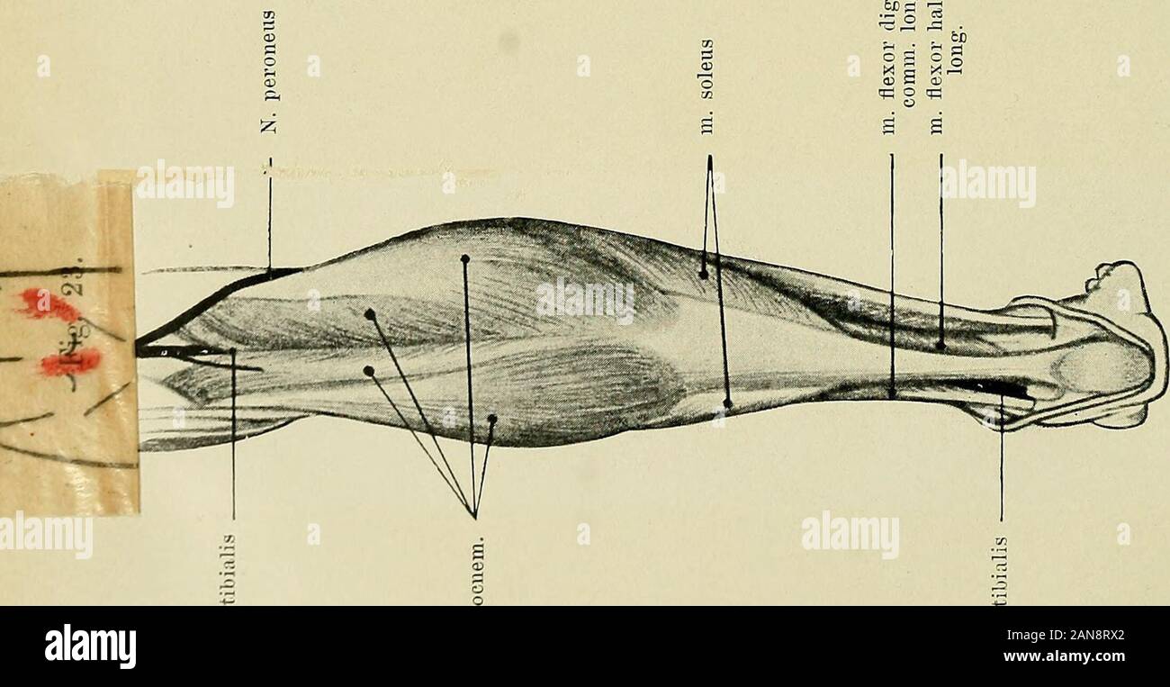 Extensor Digitorum Communis