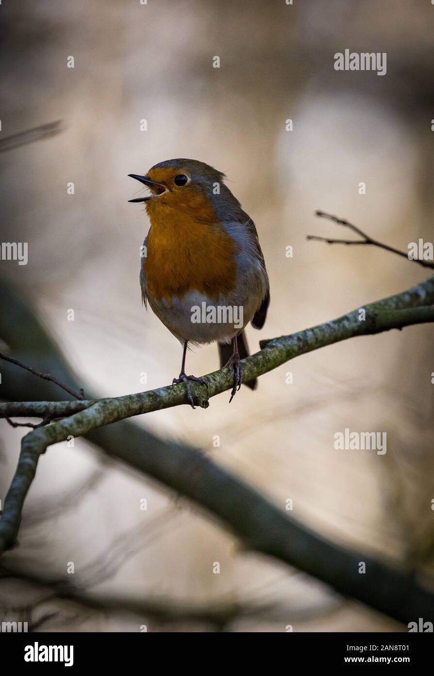 Singing robin hi-res stock photography and images - Alamy