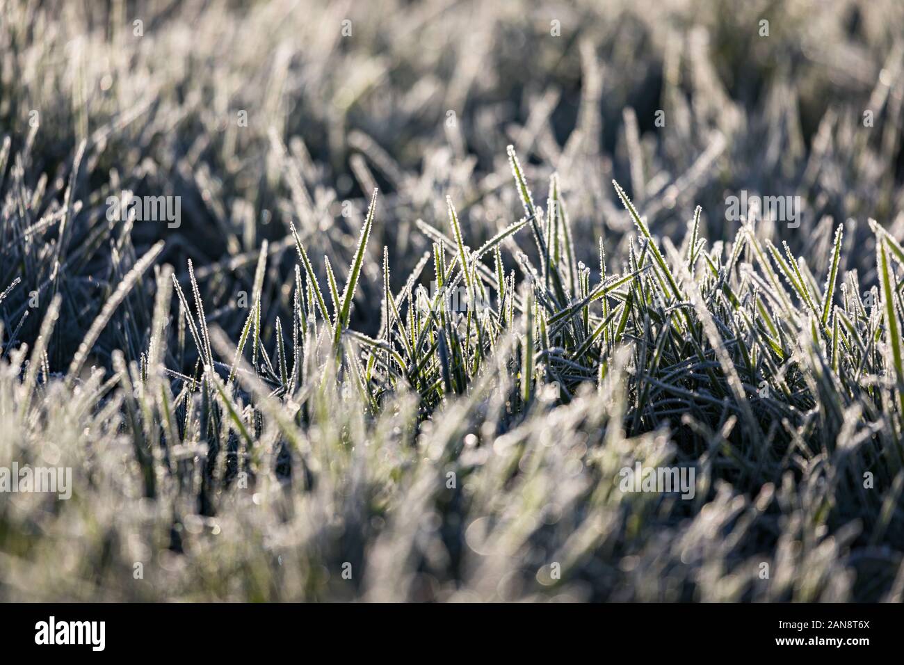 Frozen grass field, winter morning sunlight Stock Photo - Alamy