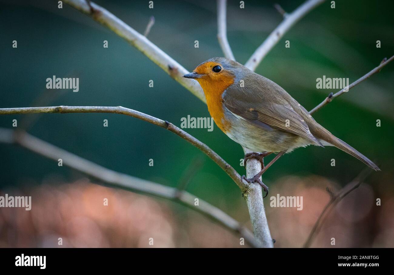 Close up on robin bird on a tree branch Stock Photo - Alamy