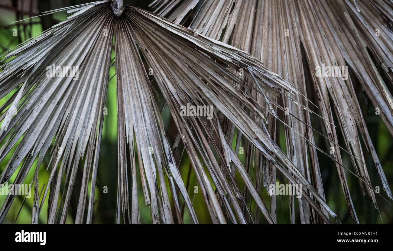 decaying and dried palm tree leaves background Stock Photo - Alamy