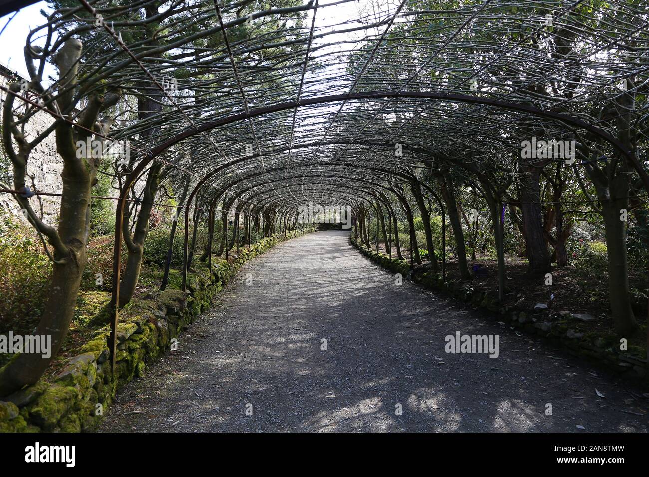 Laburnum arch hi-res stock photography and images - Alamy