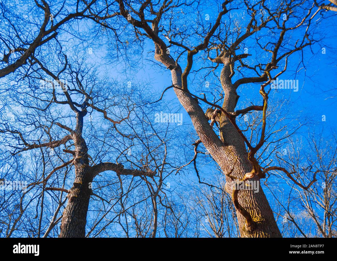 Big old oak trees without foliage against blue sky background in early ...
