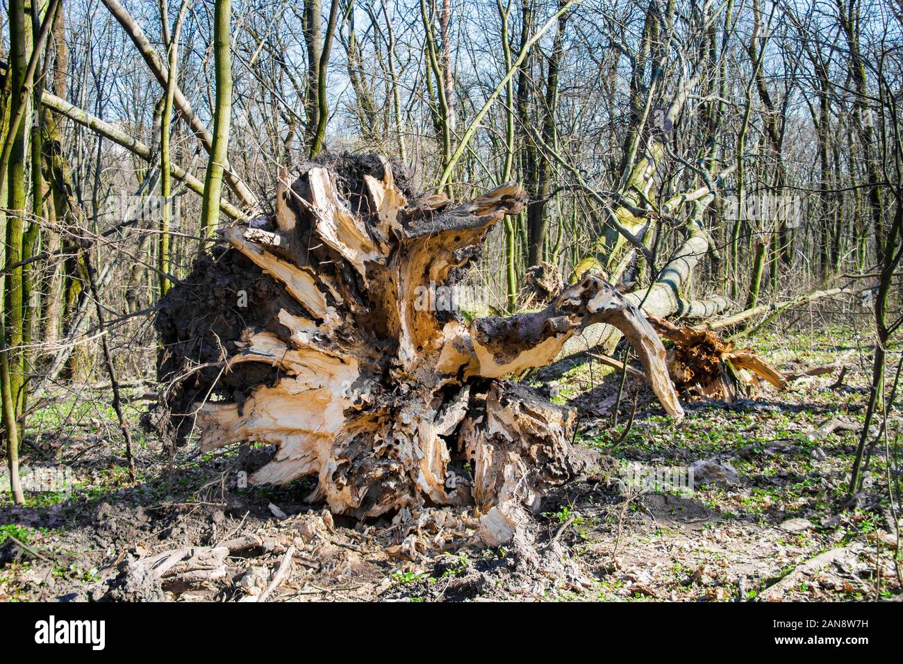 Fallen oak tree in spring forest with roots in the foreground Stock ...
