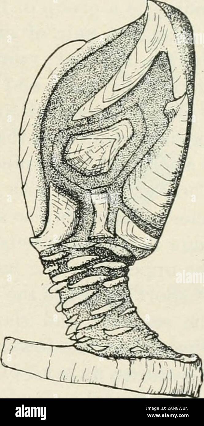 Piriform hi-res stock photography and images - Alamy