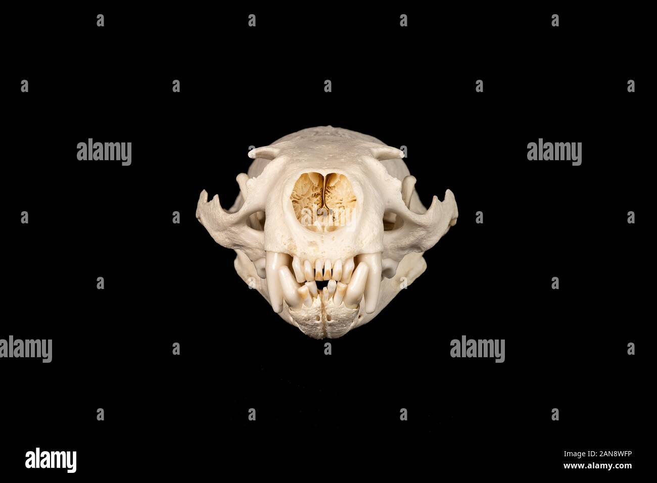 American river otter anatomy hi-res stock photography and images - Alamy