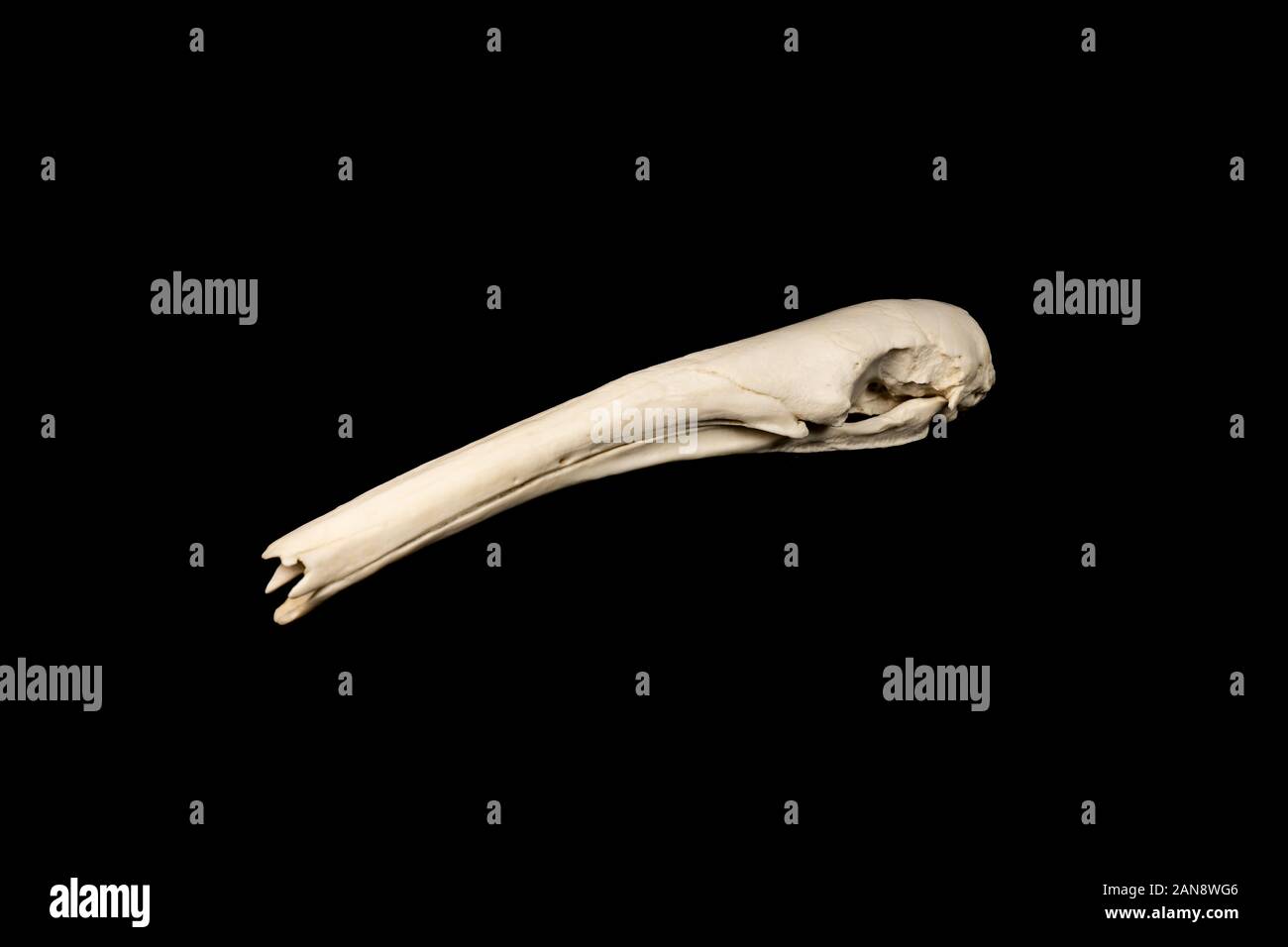 skull of an ant eater - vermilingua shown from the left side on a black ...