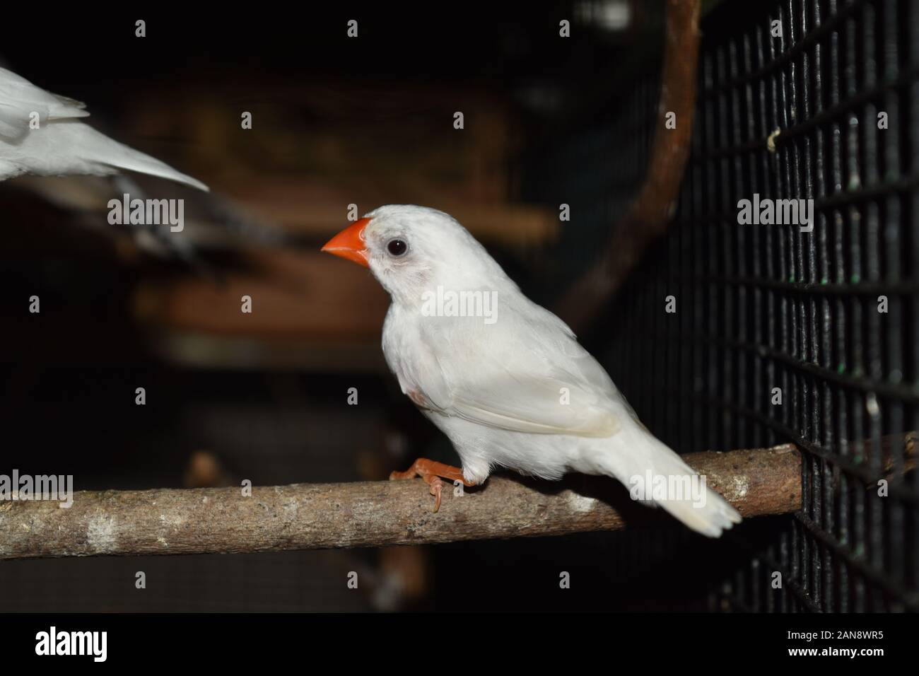 White finches hi-res stock photography and images - Alamy