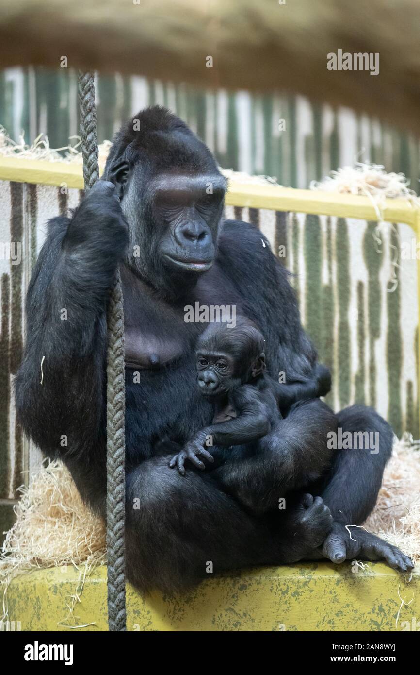 Nuremberg, Germany. 16th Jan, 2020. The gorilla cub Kato clings to his ...